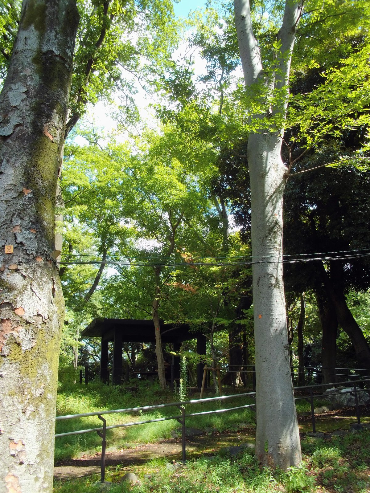 晩香廬・青淵文庫が美しい。渋沢栄一ゆかりの庭園、旧渋沢庭園。｜niwa_emon