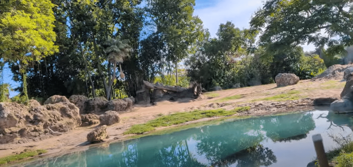 【WDW旅行記 #6】ここはジャングル？「アニマル・キングダム」｜Lilo tabi