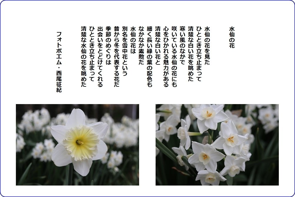 水仙の花｜西尾征紀 （Nishio Masanori）