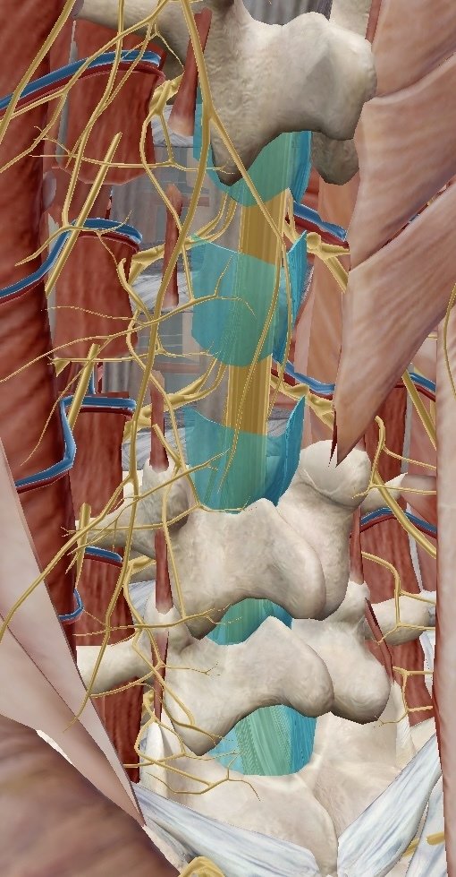 【靭帯×病態】黄色靭帯ってなに？~脊柱管狭窄症やすべり症と腰のしびれの関係~｜PT yoshi