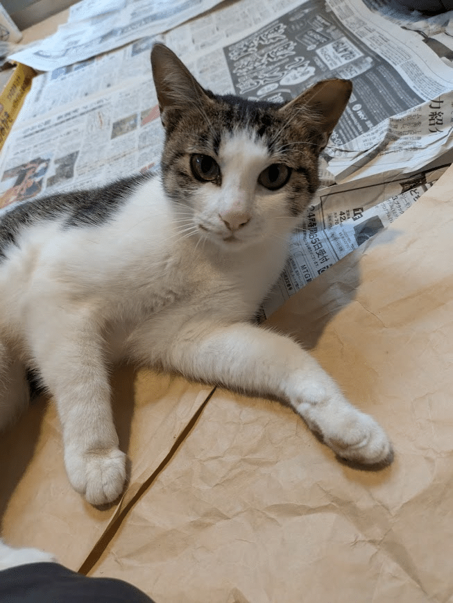 9月18日外猫TNR活動報告｜距離感を学ぶチャトラハチワレ子ネコとママ猫、やってはいけないことを把握した手順とルールで守るちいさな命｜東北イタコ（Tohoku I-ST）