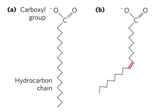 Lipids & Membranes (Biophysical properties, Metabolism, Regulation) [脂質 ...