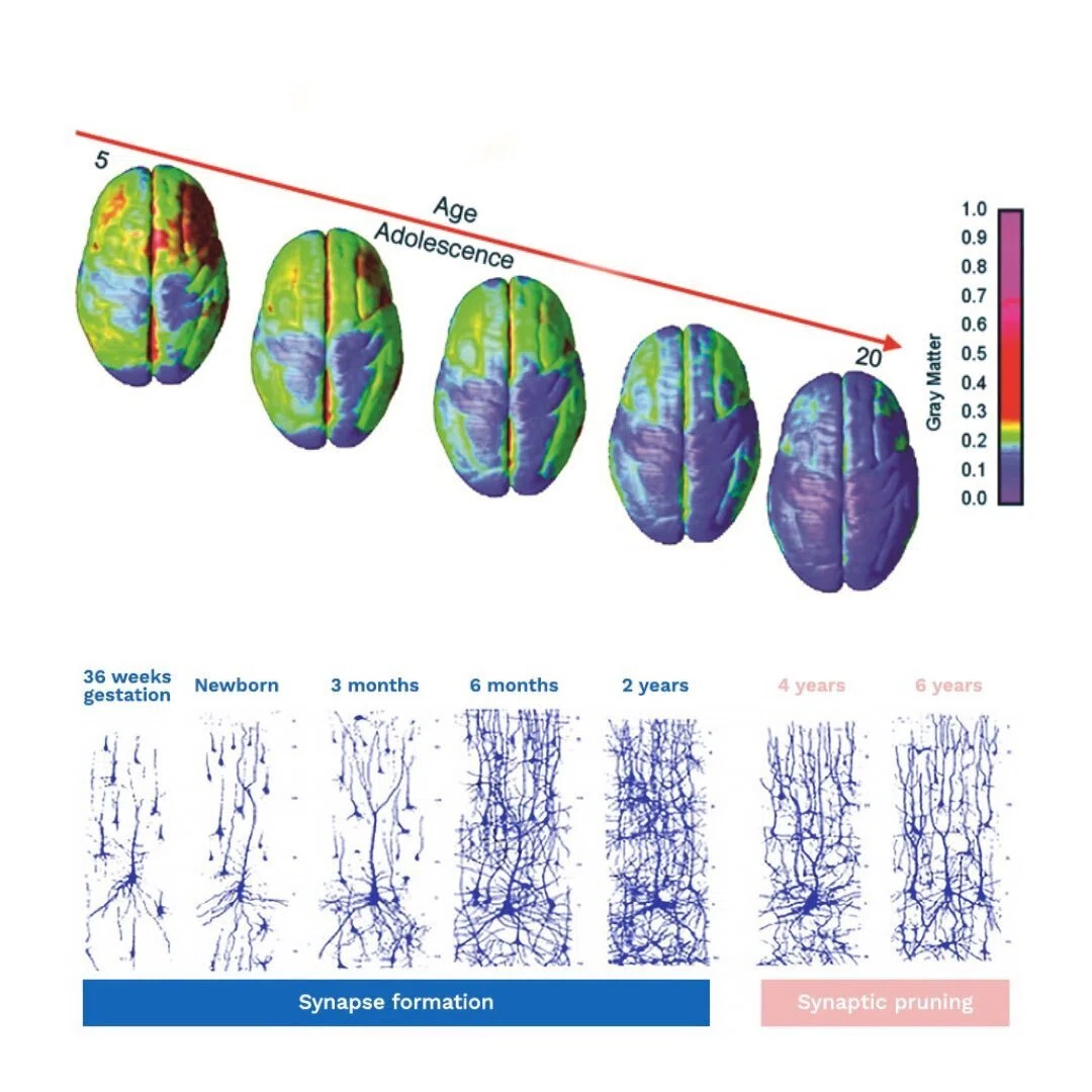 脳はどう育つのか──皮質発達の地図を描いた研究の20年｜Brain storm conditioning 〜 脳からコンディショニング