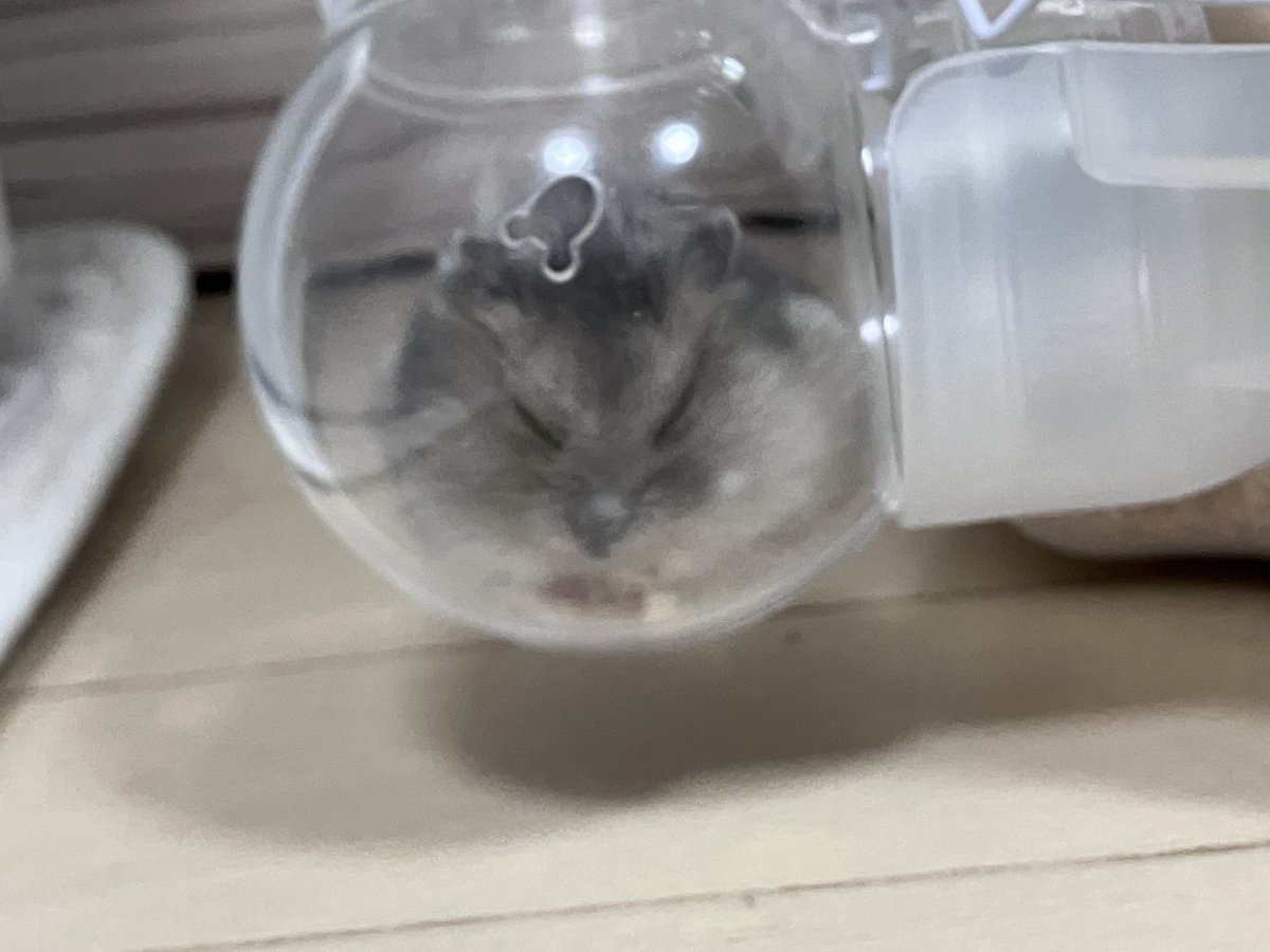 【ハムスター】りみ様 観察日記⑨9/14〜9/20｜ichi LABO