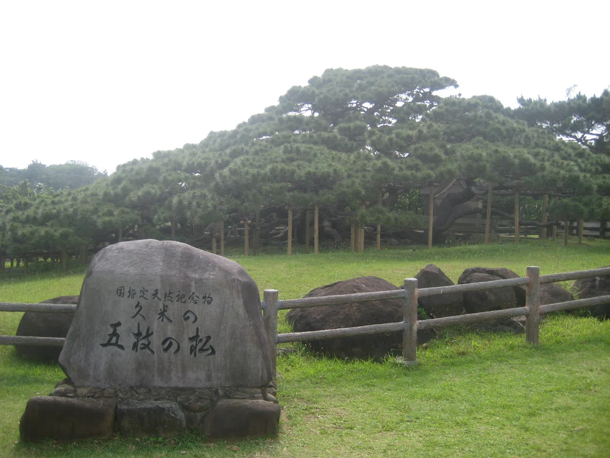 五枝の松｜telulu_okinawa