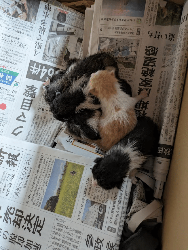 🐾9月21日外猫TNR活動報告｜赤ちゃん猫とママ猫の回復ストーリーと命の重さ｜東北イタコ（Tohoku I-ST）