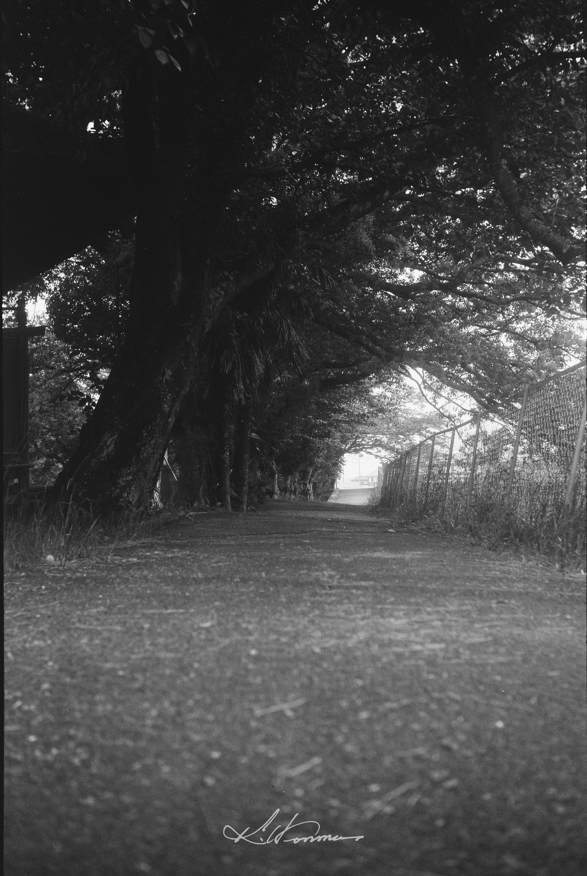 【Film Roll】 Zeiss Ikon Nettar 510/2×試し撮り｜May. 2025｜本間 恭介 / MARKS ...