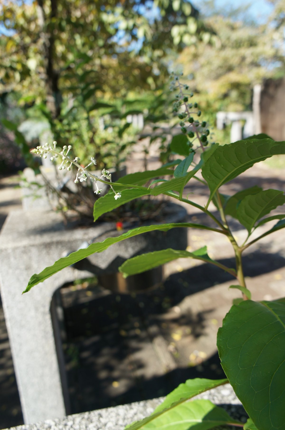 木場公園にある植物の学習施設。都市緑化植物園｜niwa_emon