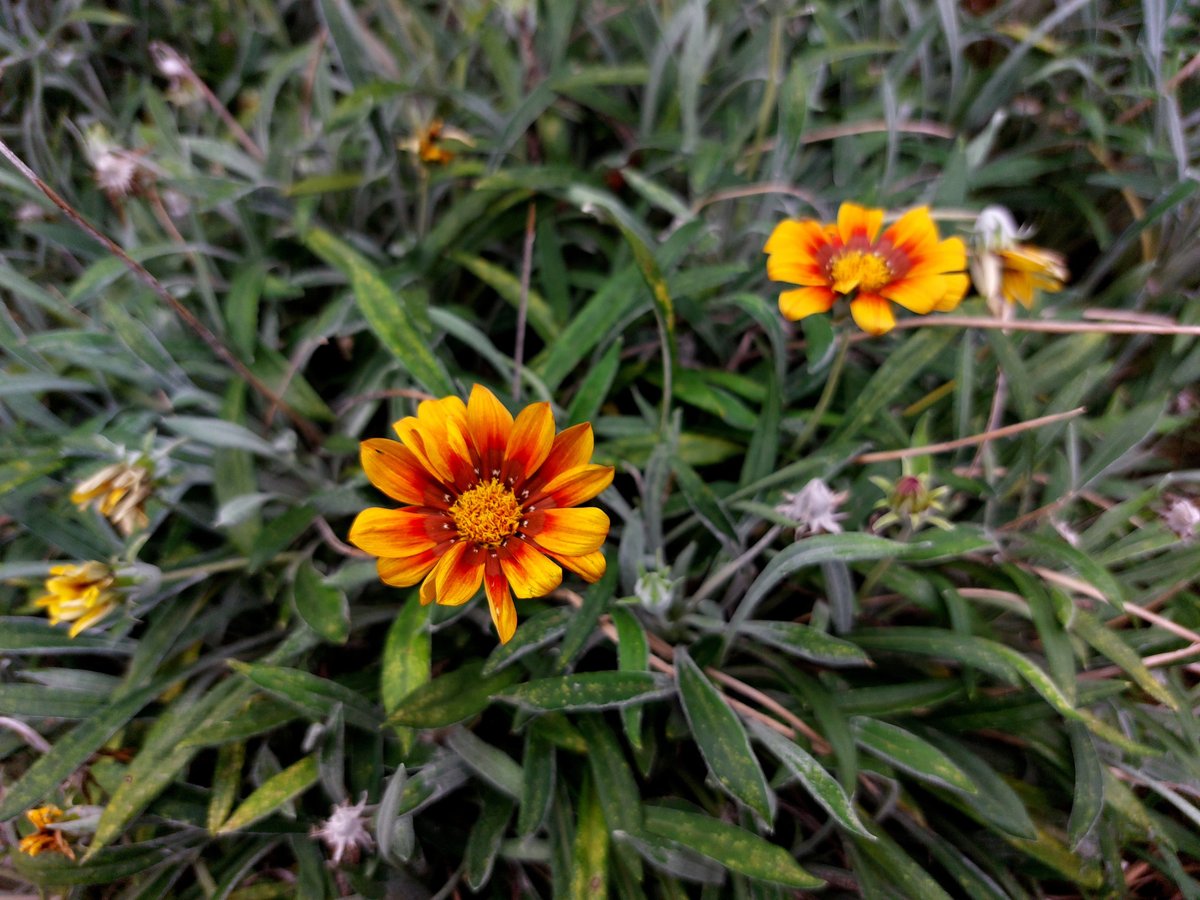 みかん花便り(2025年9月号)｜琴ノ葉みかん (Mikan Kotonoha)