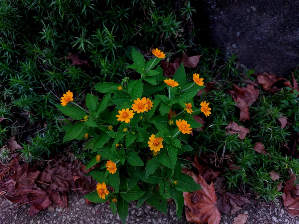 みかん花便り(2025年9月号)｜琴ノ葉みかん (Mikan Kotonoha)