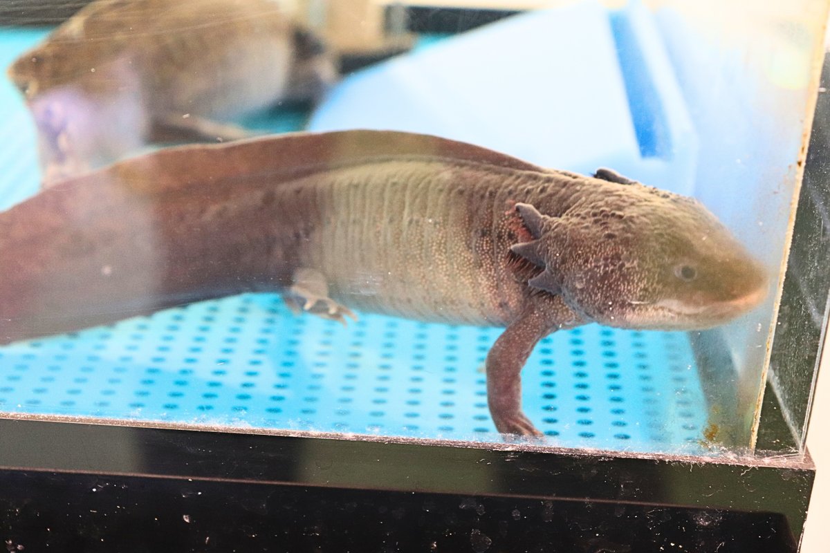 【T×ACTION】🚢水生生物の世界へようこそ（高高祭一般公開）｜岩手県立高田高等学校