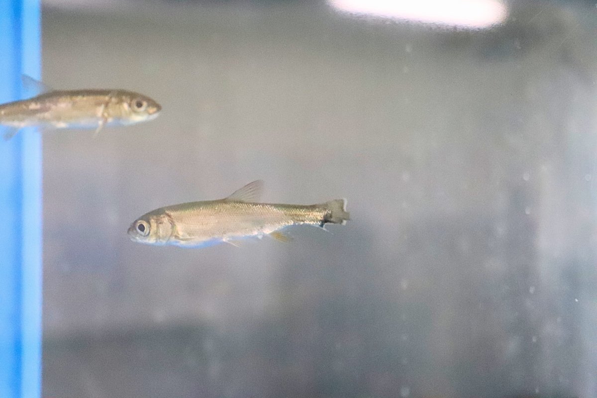 【T×ACTION】🚢水生生物の世界へようこそ（高高祭一般公開）｜岩手県立高田高等学校