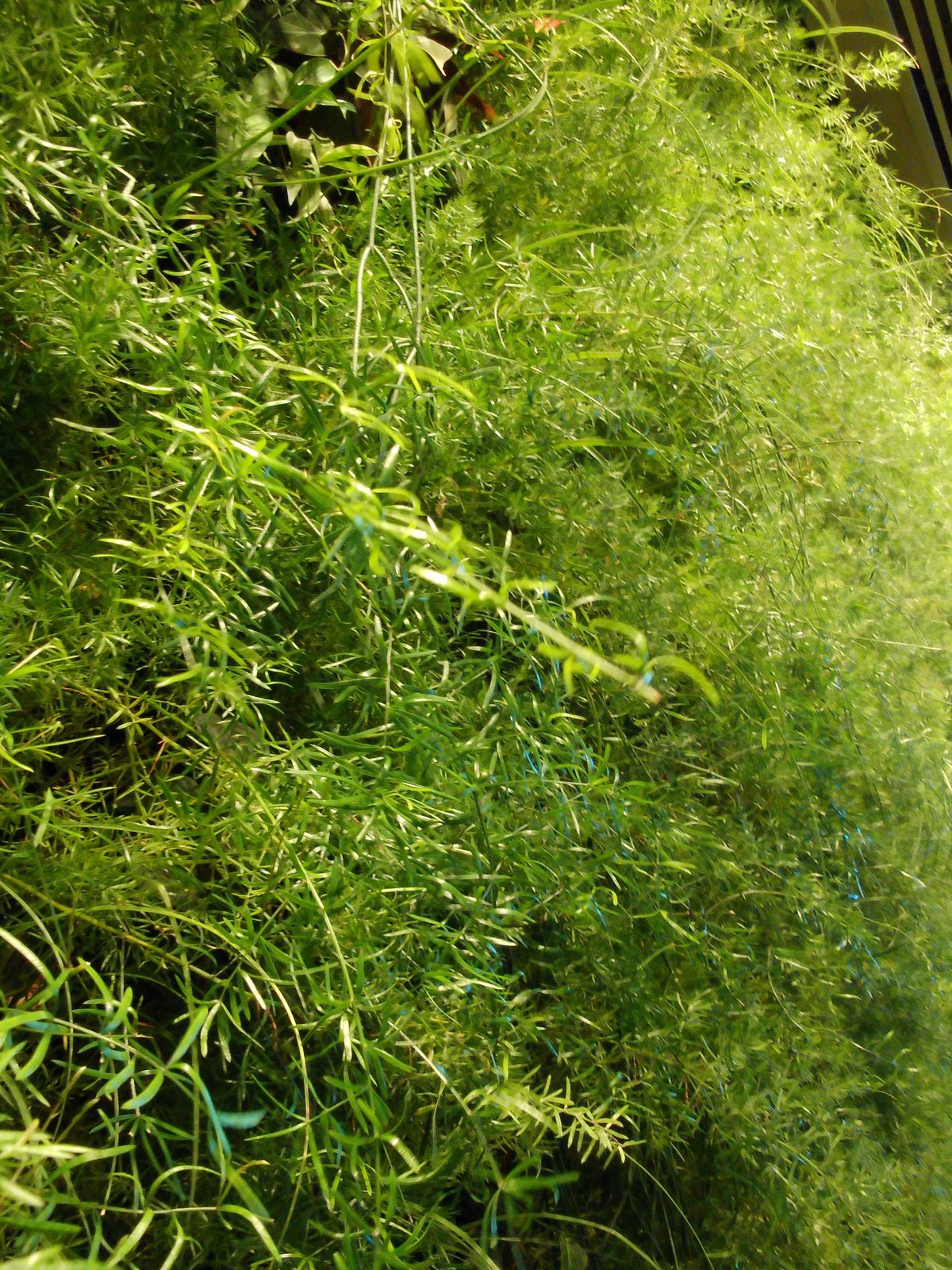 高輪ゲートウェイにできた個性強めの屋上庭園、LUFTBAUM。｜niwa_emon