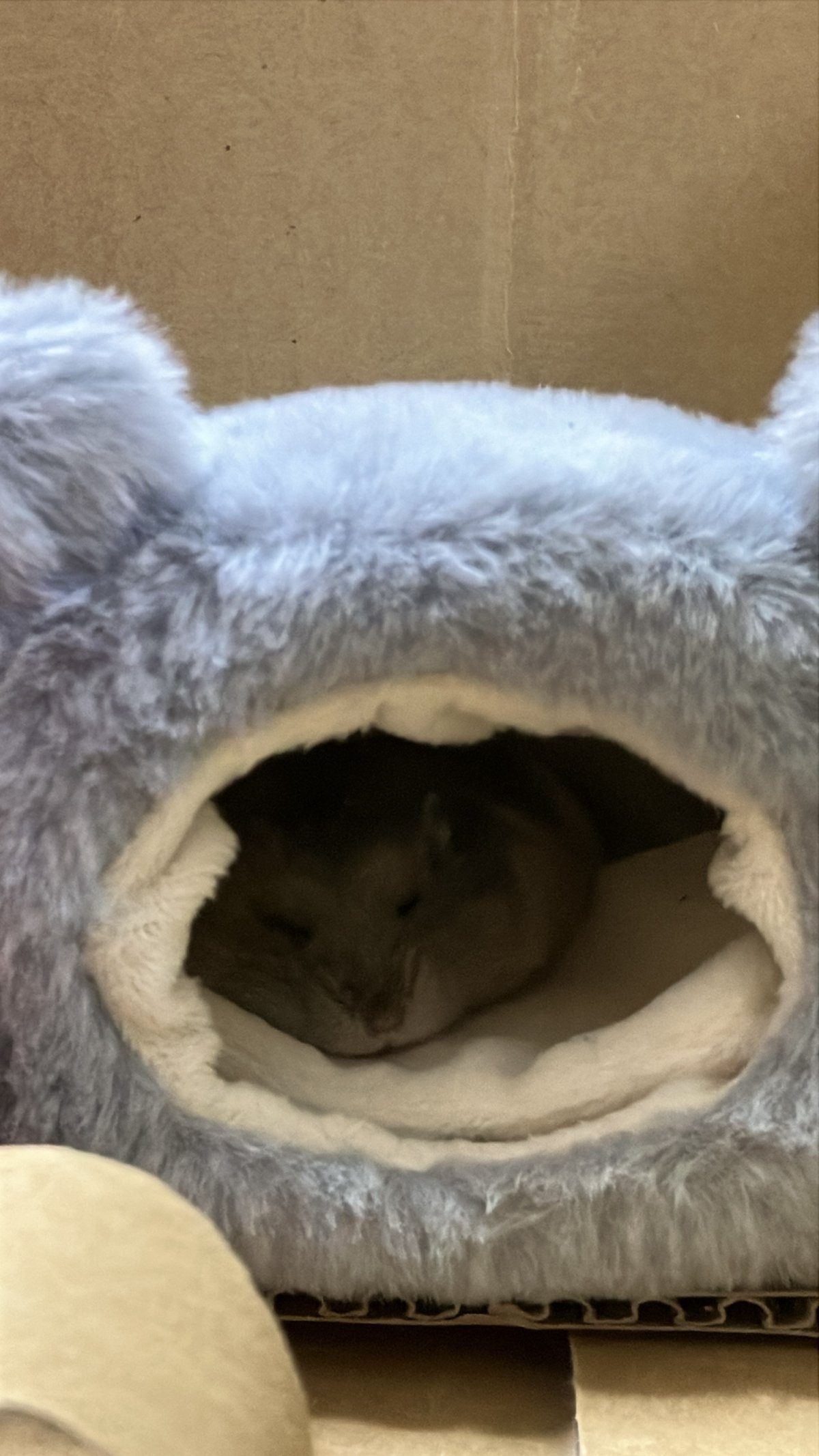 【ハムスター】りみ様 観察日記⑩9/21〜9/27｜ichi LABO