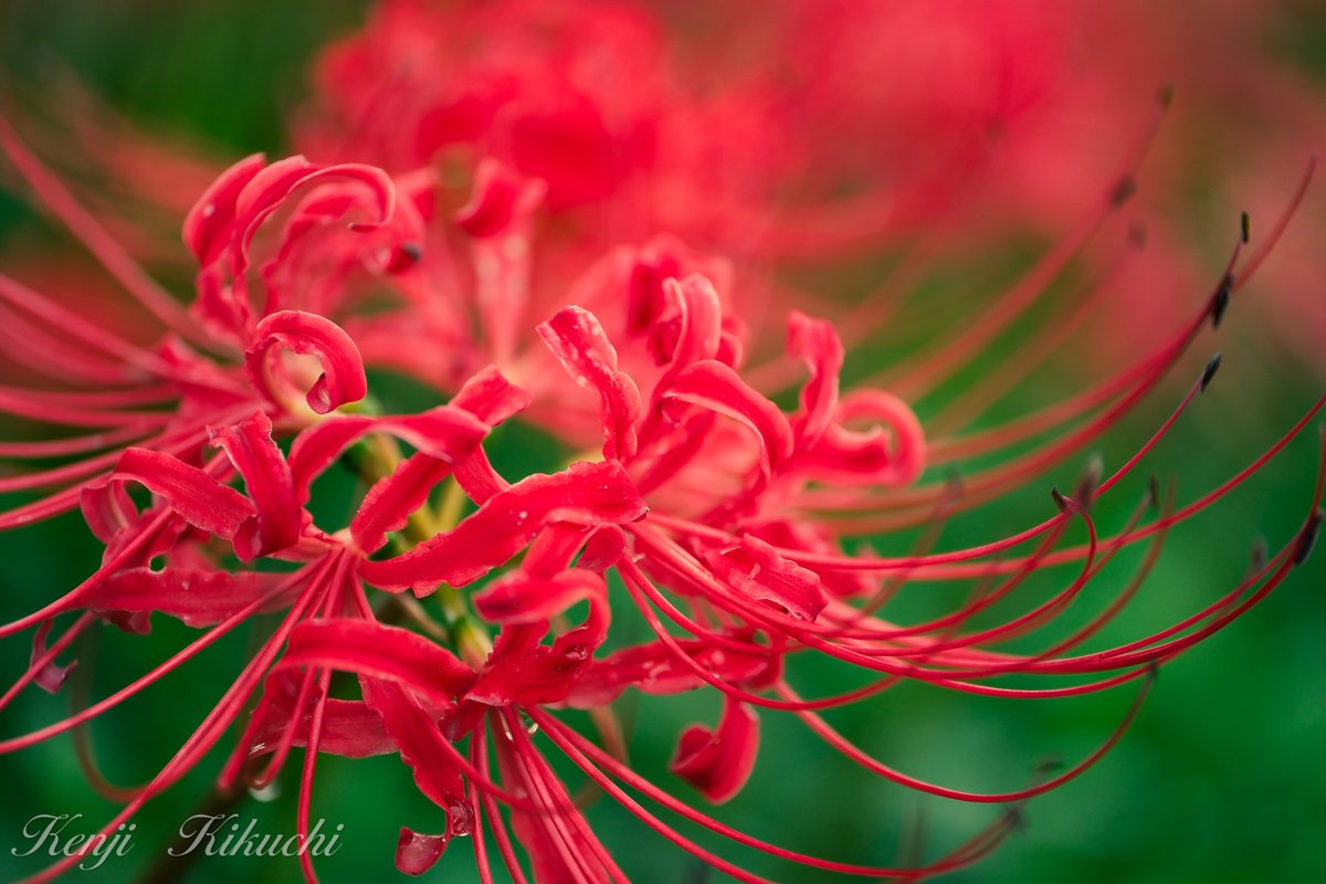 雨上がりに出会った神秘の風景。｜KIKUCHI LEATHER