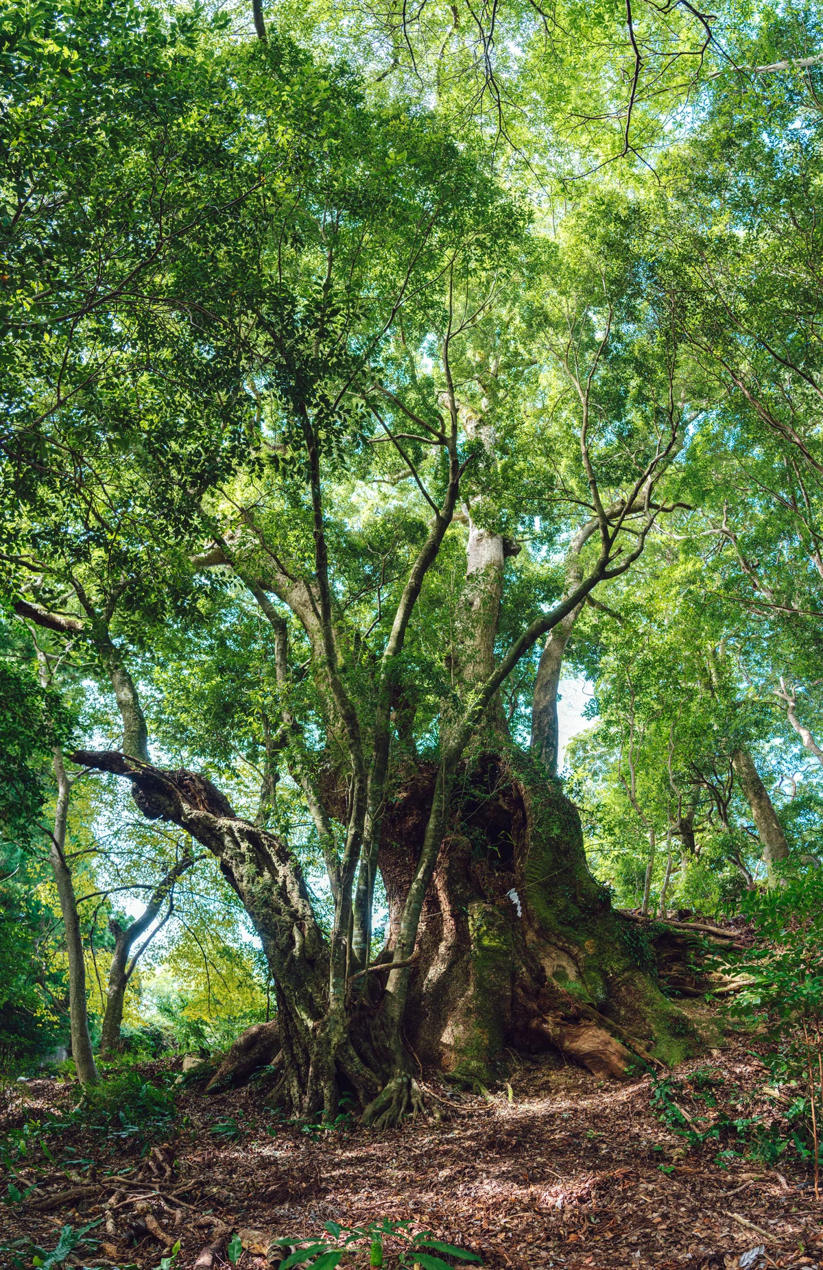 The spectacular sacred tree encountered on the Kumano Kodo pilgrimage ...