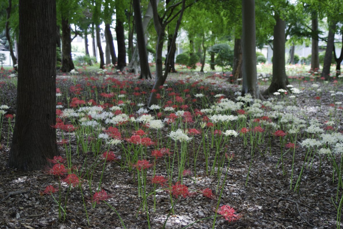 第19話 ミノルタα小三元で彼岸花｜Yasuhiro Ts