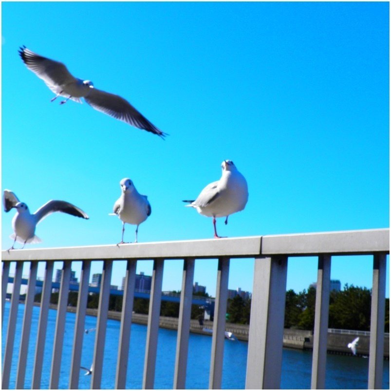 カモメ｜西尾征紀 （Nishio Masanori）