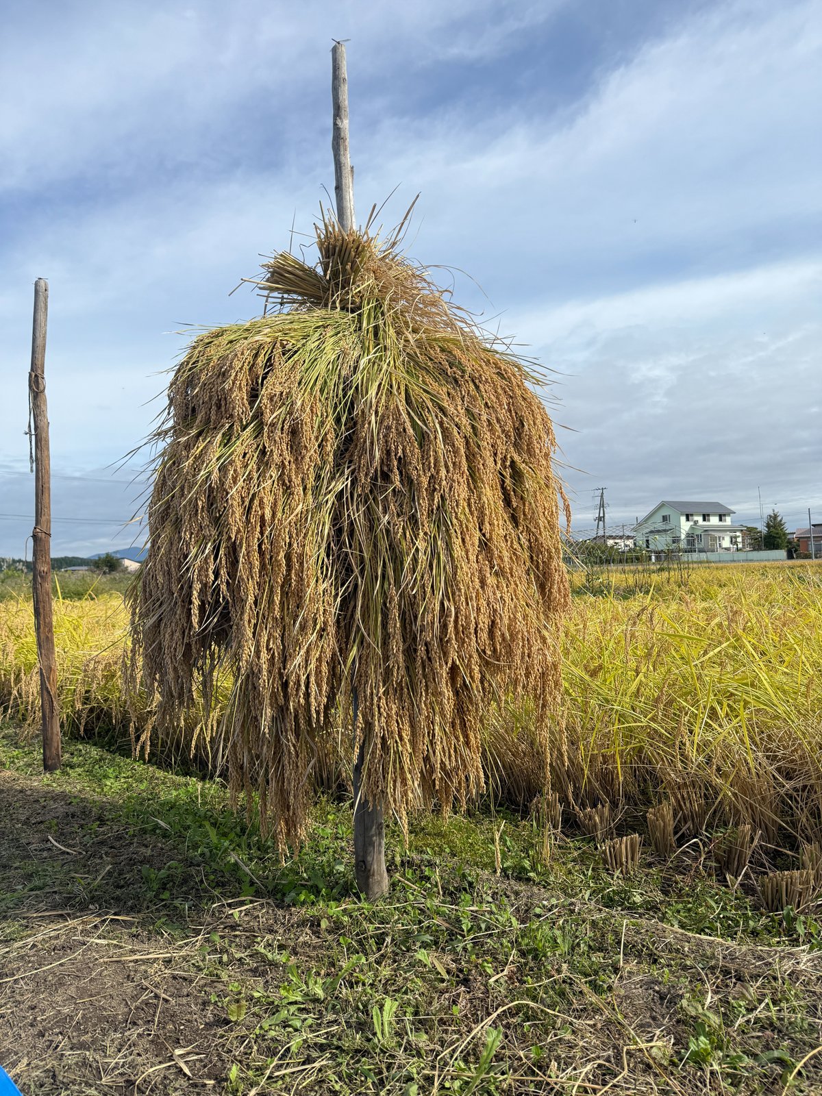 移住者交流会「みんなの田んぼ」〜稲刈り体験〜｜AKITANOSU 秋田市移住ポータルサイト