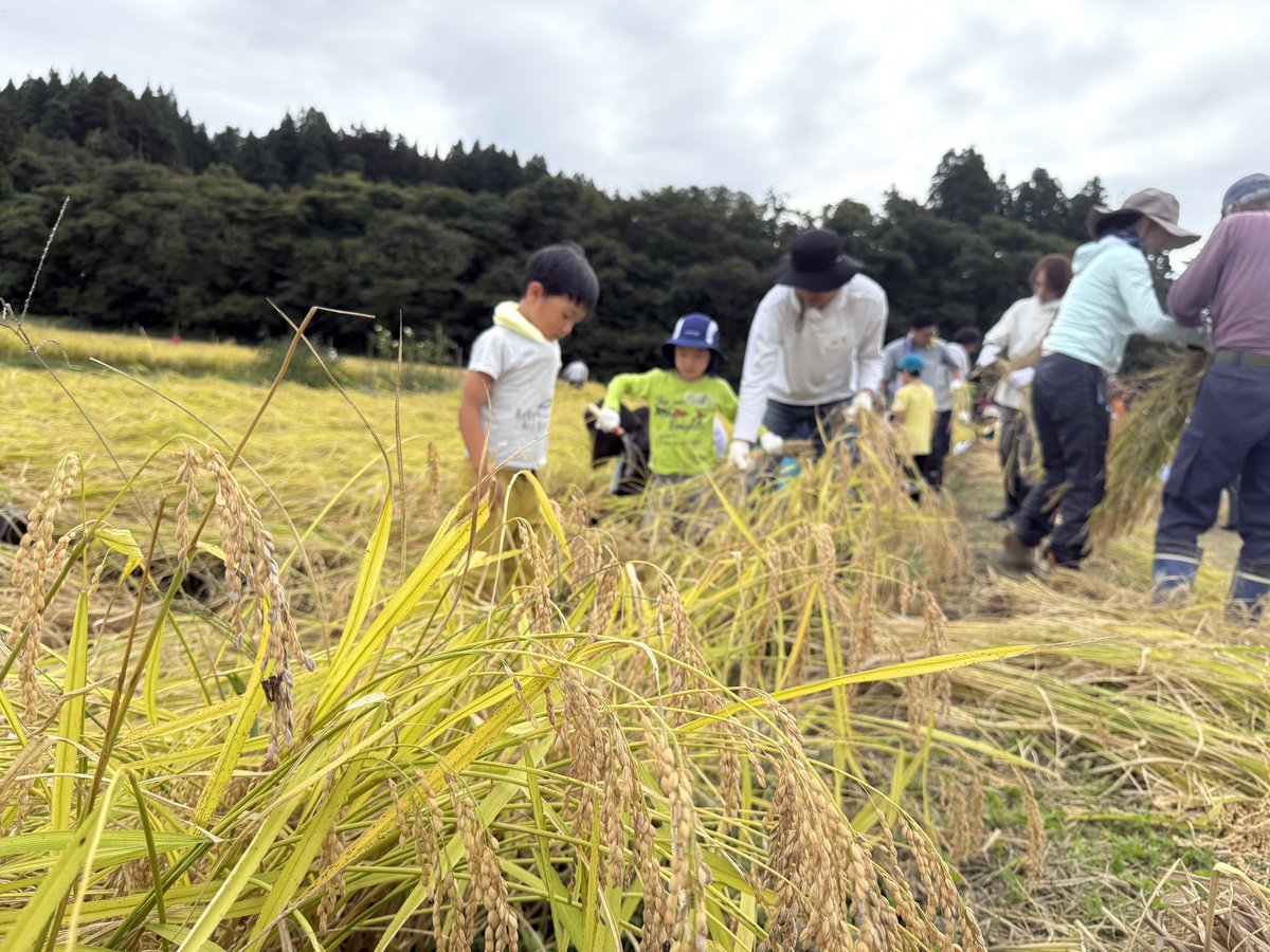 移住者交流会「みんなの田んぼ」〜稲刈り体験〜｜AKITANOSU 秋田市移住ポータルサイト