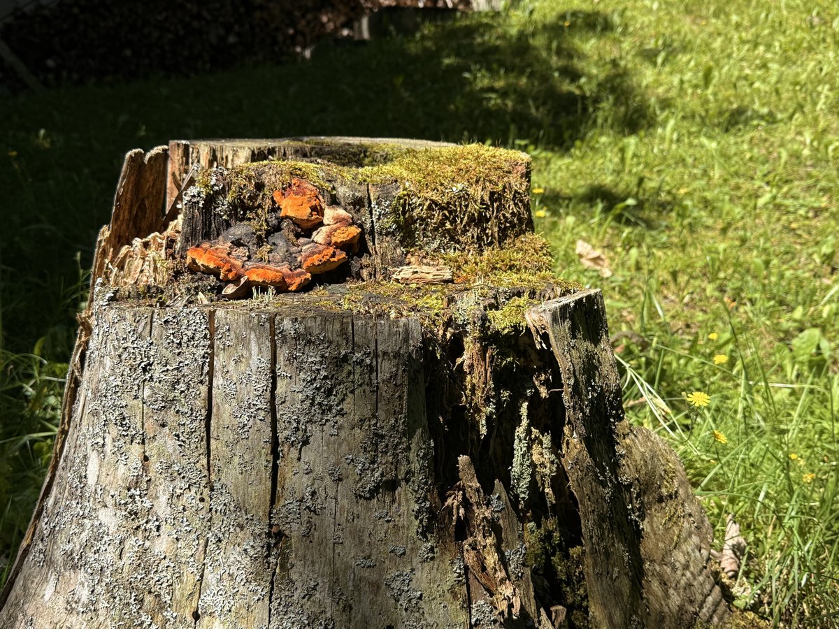 グリンデルワルトスナップ7｜tiger3