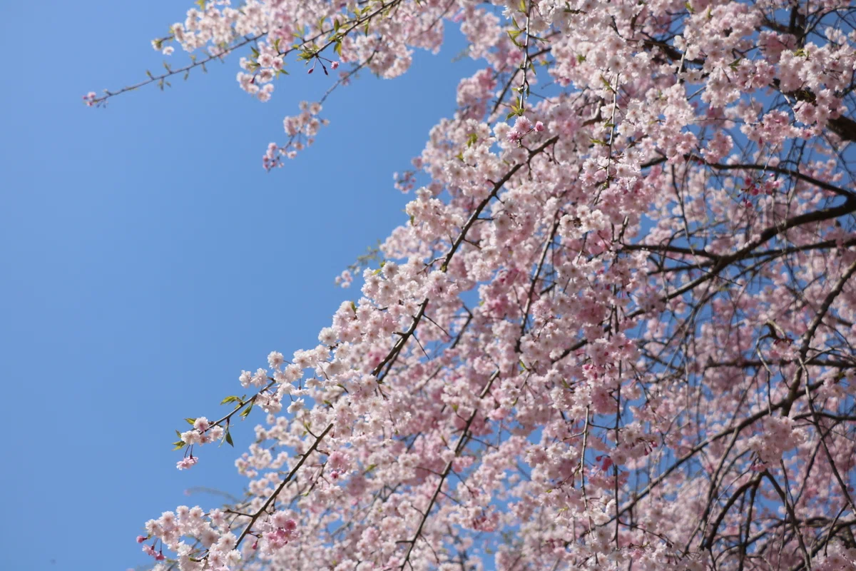 Learn about the Cherry Blossom, Japan's Iconic Flower, and Color Your ...