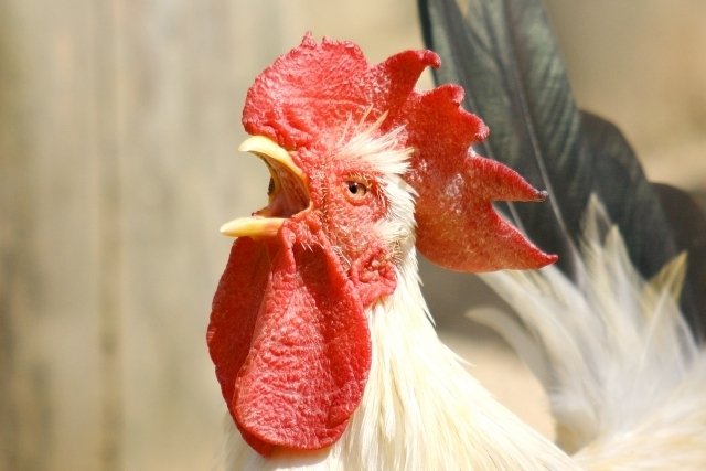 【本番まで58日】テノールはつらいよ｜永田 健人(Kento Nagata)