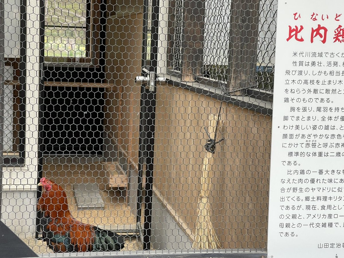 比内地鶏・比内とりの市🐓🐸｜鬼容 章(きもりあきら)/Akira Kimori