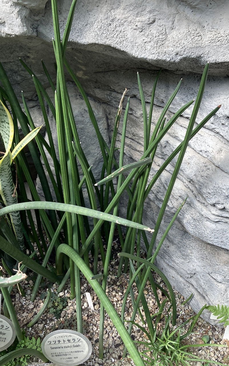 ダイソーのサンセベリア・スタッキー、はキリンドリカなのか！？ 植物園で徹底検証！｜そーいち・F・スタインベック