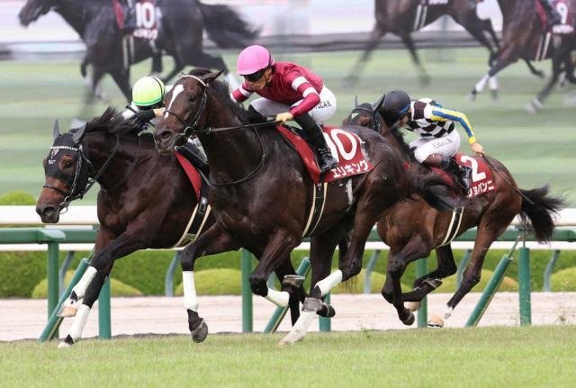 【2025 菊花賞（G1）】～予想篇｜Haya