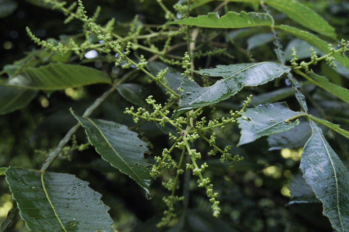 CCD機と戯れる - Nikon D100｜Daichi Okamoto