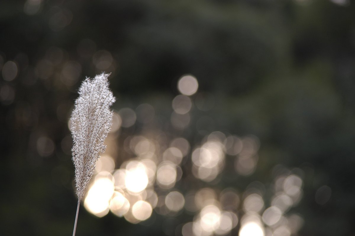 CCD機と戯れる - Nikon D100｜Daichi Okamoto