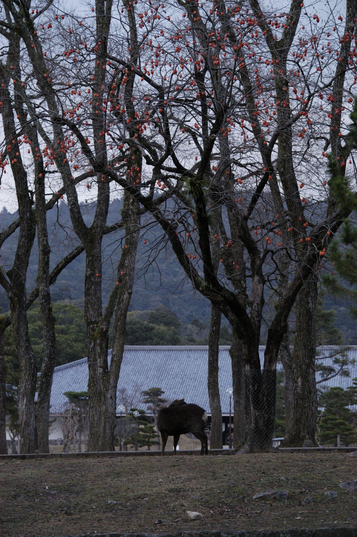 CCD機と戯れる - Nikon D100｜Daichi Okamoto