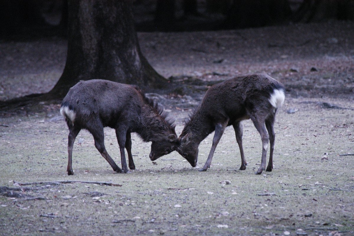 CCD機と戯れる - Nikon D100｜Daichi Okamoto
