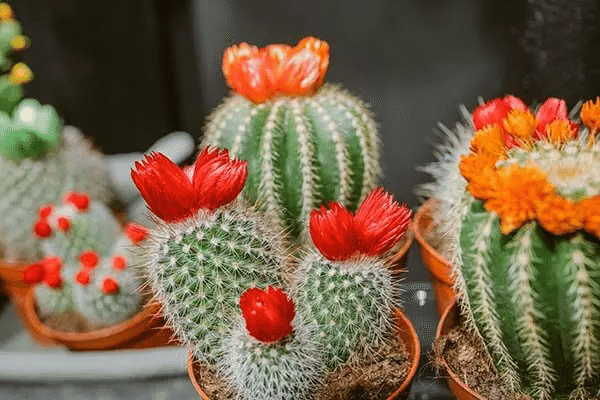 新居にはサボテンを置きたい｜neji bit