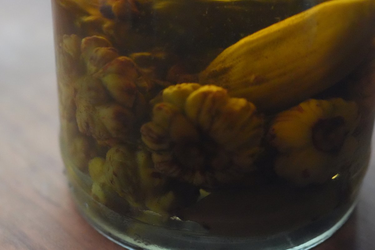 食べれる草 #64 「マタタビ酒（試飲編）」｜わたらい