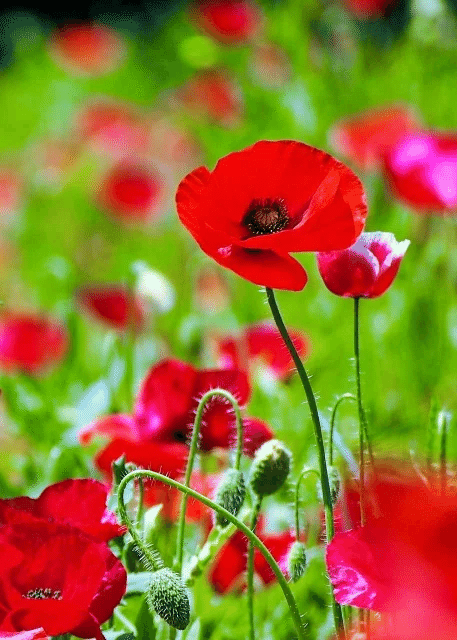 🇨🇳反日プロパガンダの嘘映画｜引っ越した白いライオン