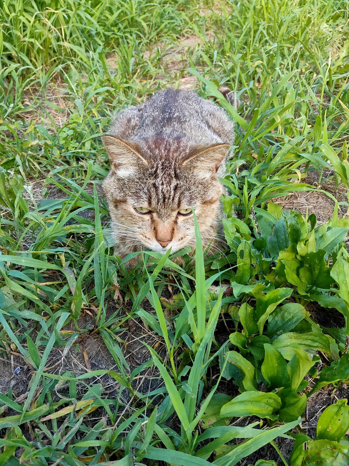 我が家の猫暦｜小茄子