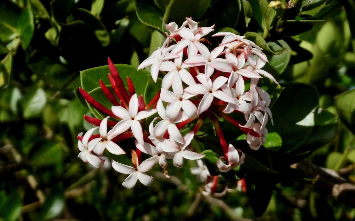 ゾウも倒す猛毒を持つ可愛いネズミ「タテガミネズミ」の驚異的な生存戦略｜ジオチャン