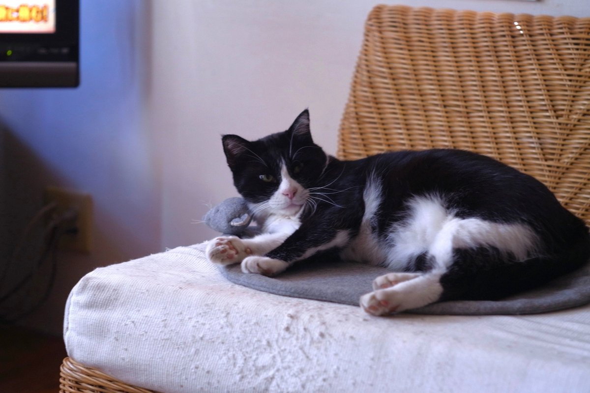 「猫百態」 アッ お母さん！｜Rabi Sato