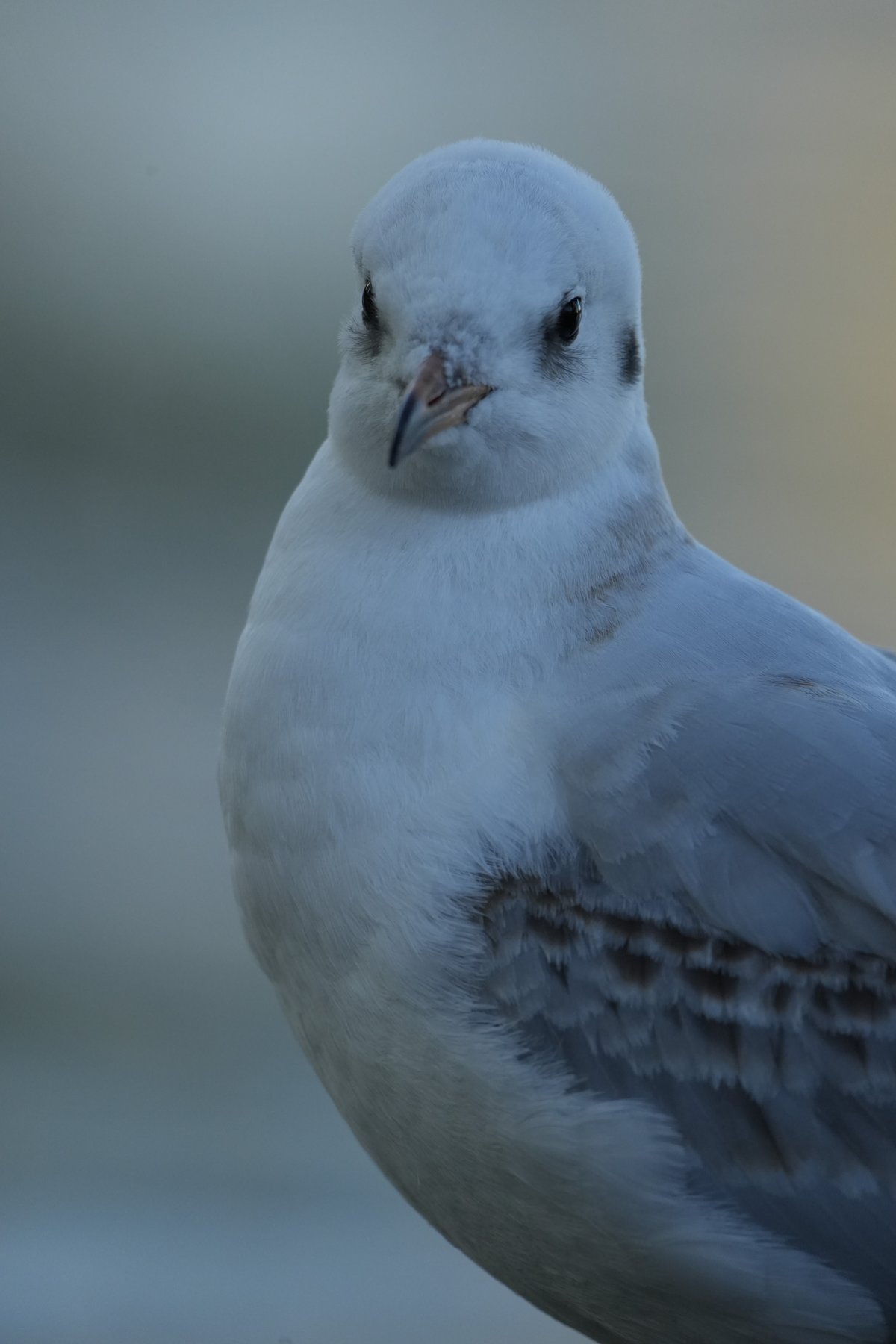 もちもちかもめの話｜東風谷Ch