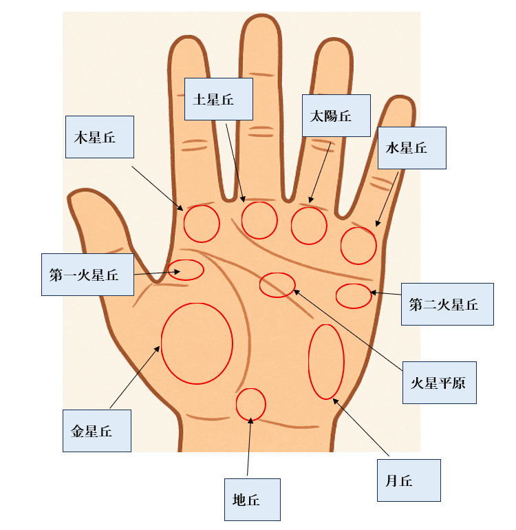 手相の丘について学んだことまとめ｜きゅーたろう@手相鑑定士見習いLv1