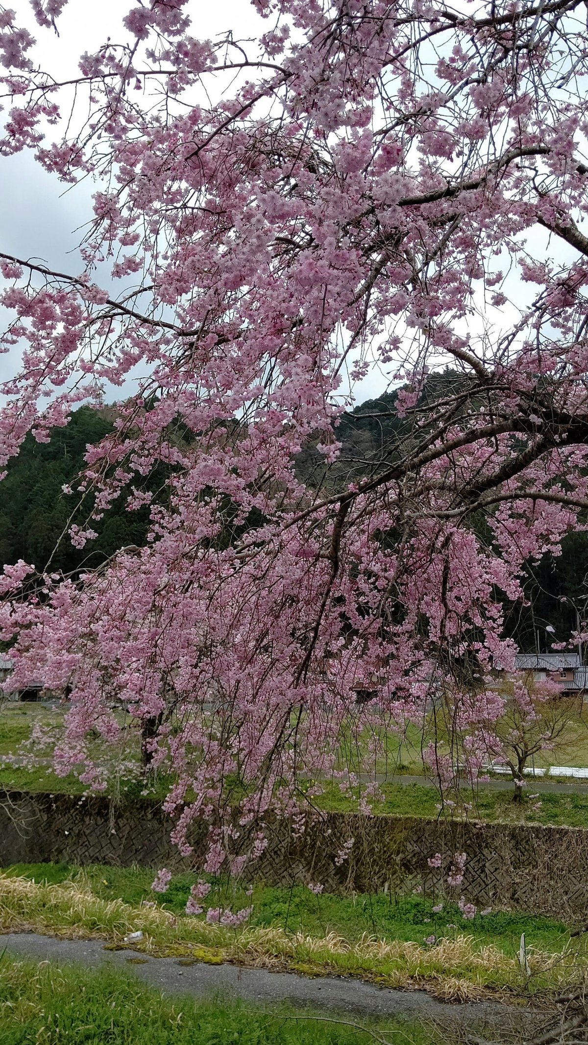 11月18日｜ㅅㅊㅇねえさん（sachiねえさん）