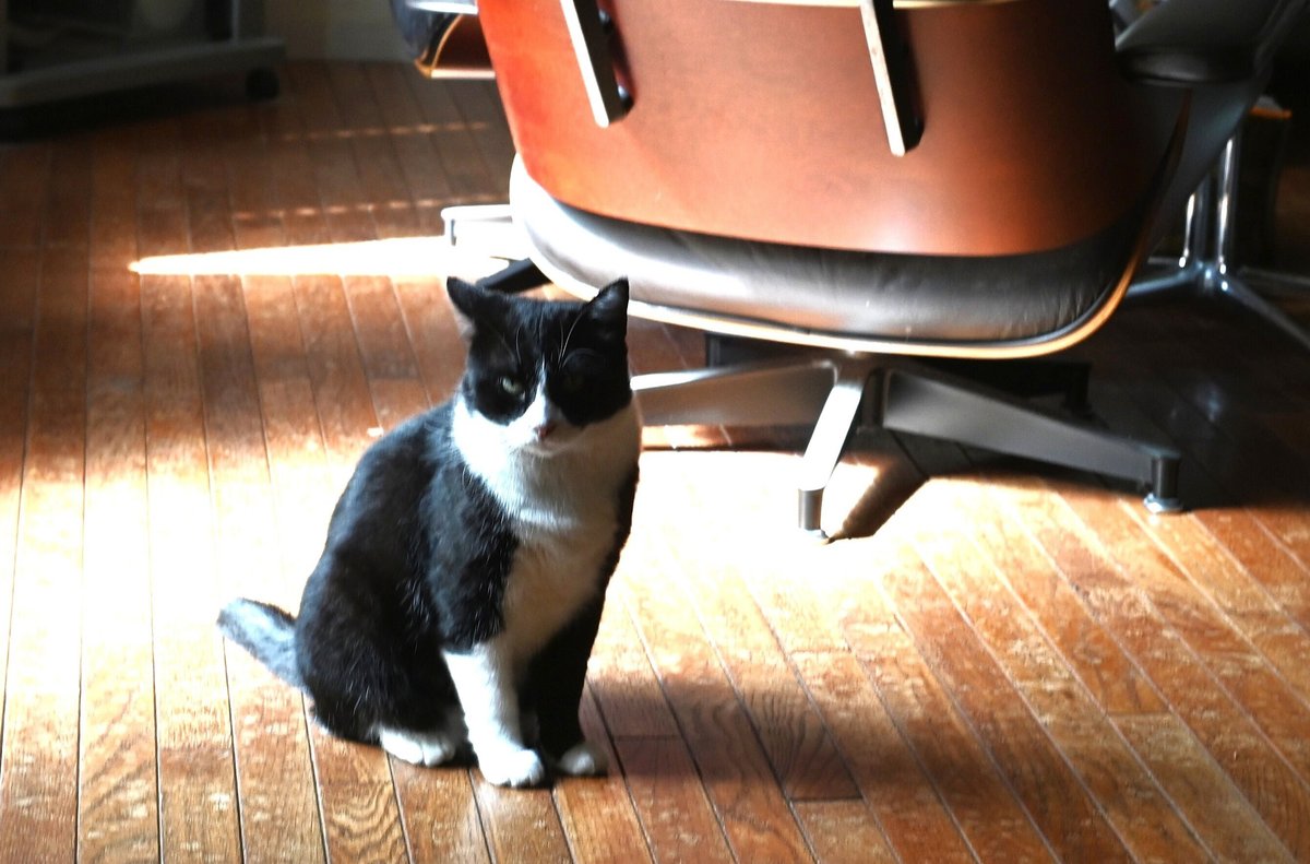 「猫百態」 ごめんね｜Rabi Sato