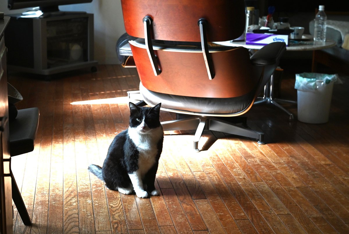 「猫百態」 ごめんね｜Rabi Sato