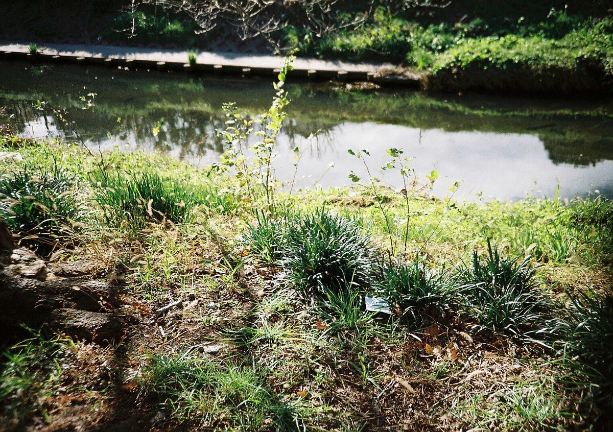 日本とイギリスのオオバン｜Yuka Kato