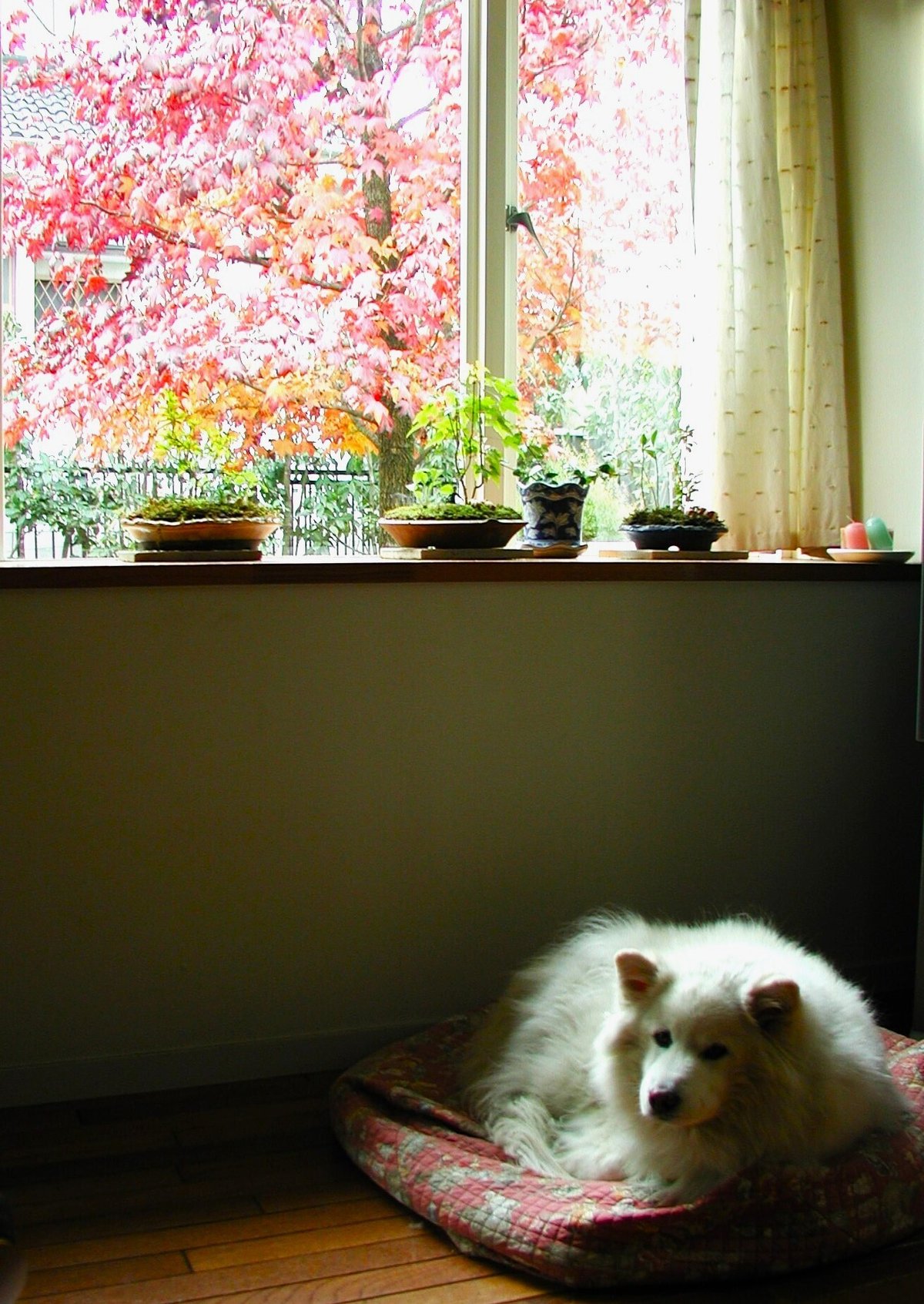 「With a Dog」 窓辺の紅葉｜Rabi Sato