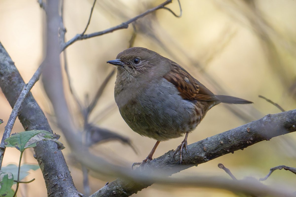 林道で出会ったカヤクグリ(茅潜、萱潜)｜Miya