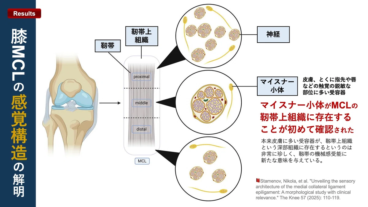 膝MCLの感覚構造の解明｜Super Human | 理学療法士／保健学博士 Ph.D.