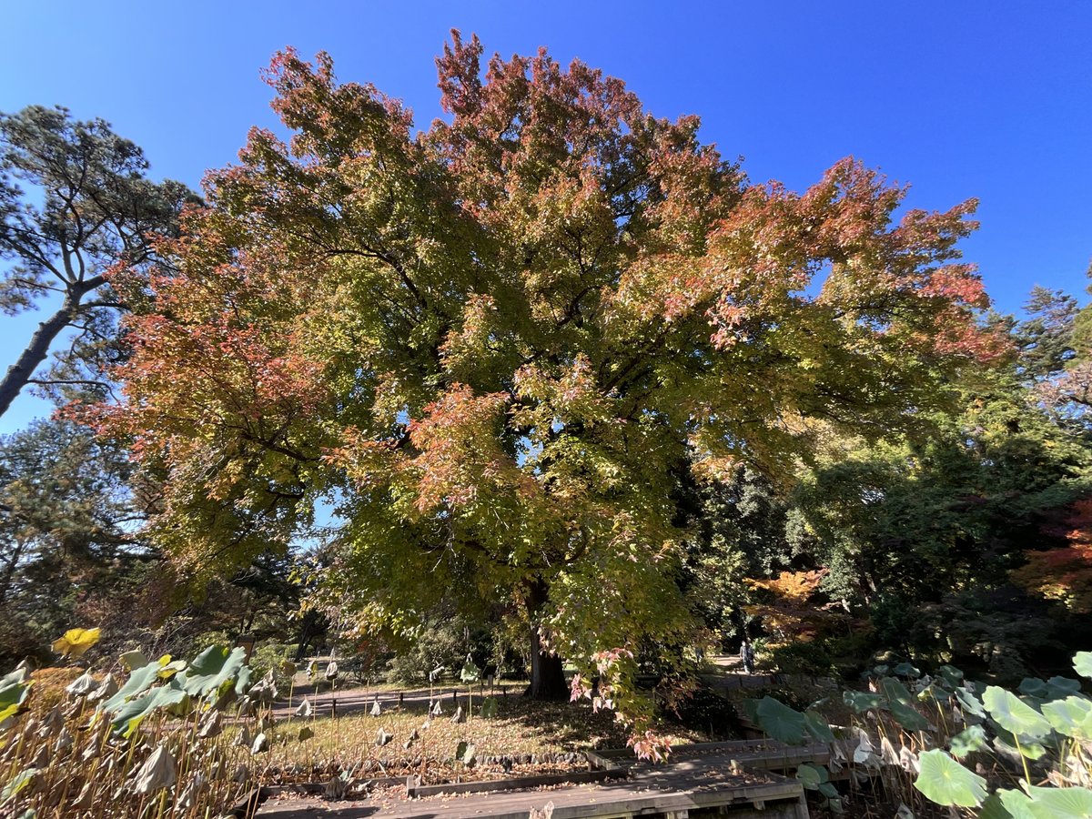 ヤマモミジなどの紅葉（京都府立植物園）：2025年11月20日（木）｜藤井秀昭（『京都居候叢書』著者）